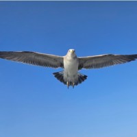 How has Venezuela’s economy, the world’s fourth-largest GDP rich ...